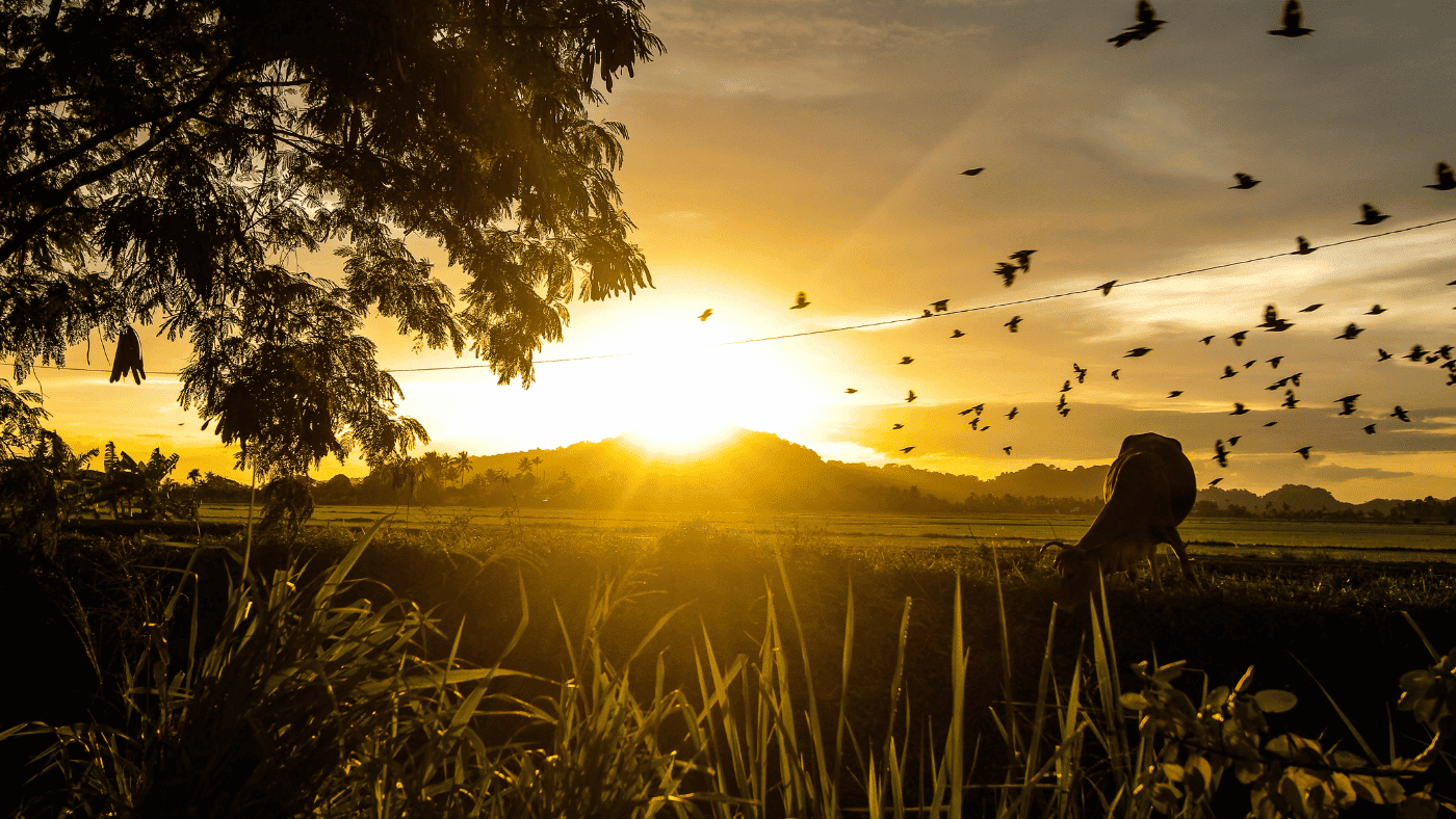 Explore the Beauty of Perlis: 10 Fun Things to Do