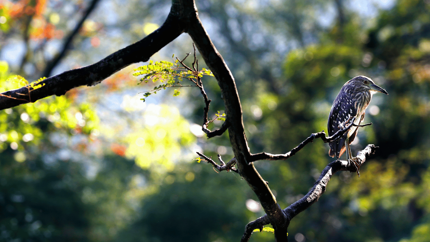 Kuala Lumpur Bird Park: Your Guide to This Malaysian Attraction