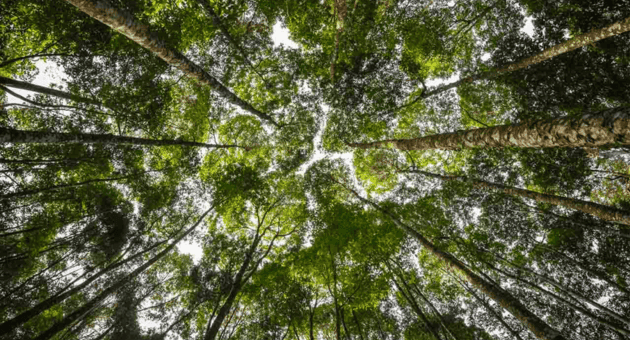 Exploring the Forest Research Institute Malaysia: A Comprehensive Guide