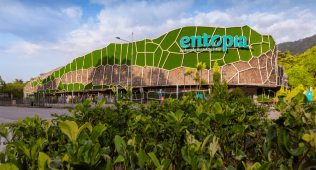 Exploring the World of Entopia: A Guide to the Fascinating Insect Kingdom