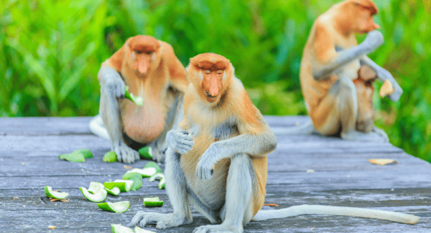 Exploring Labuk Bay Proboscis Monkey Sanctuary