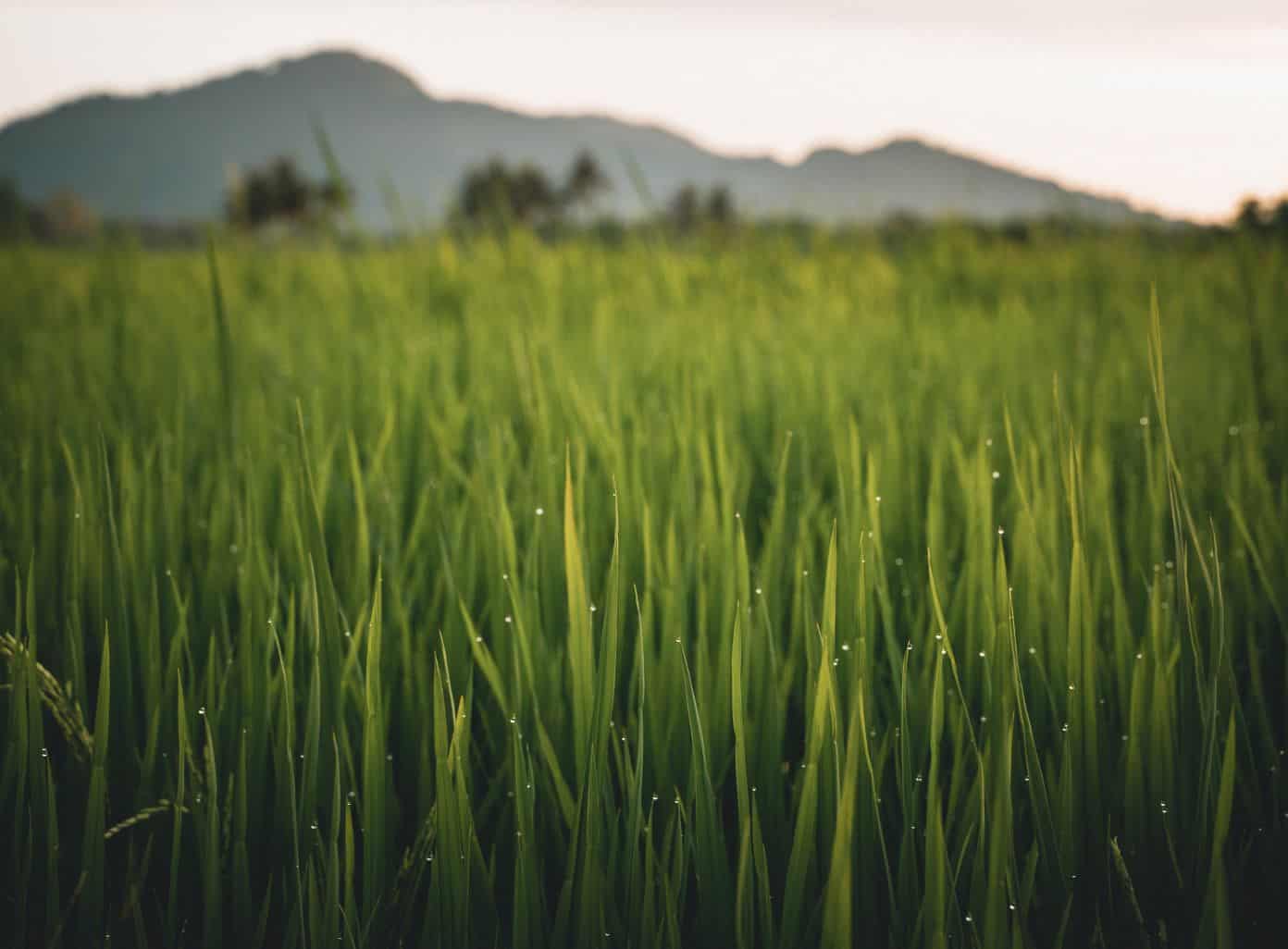 Exploring the Top Activities to Enjoy in Balik Pulau - Malaysia GoTo