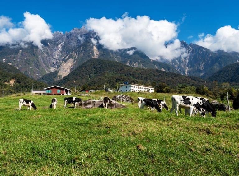 Enjoy a Relaxing Stay at Borneo Empurau Farm & Resort - Malaysia GoTo