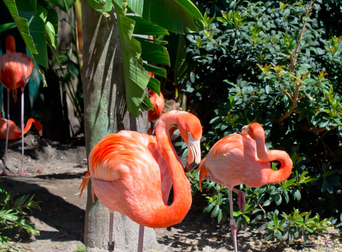 Exploring the Enchanting Bird Park in Malaysia - Malaysia GoTo