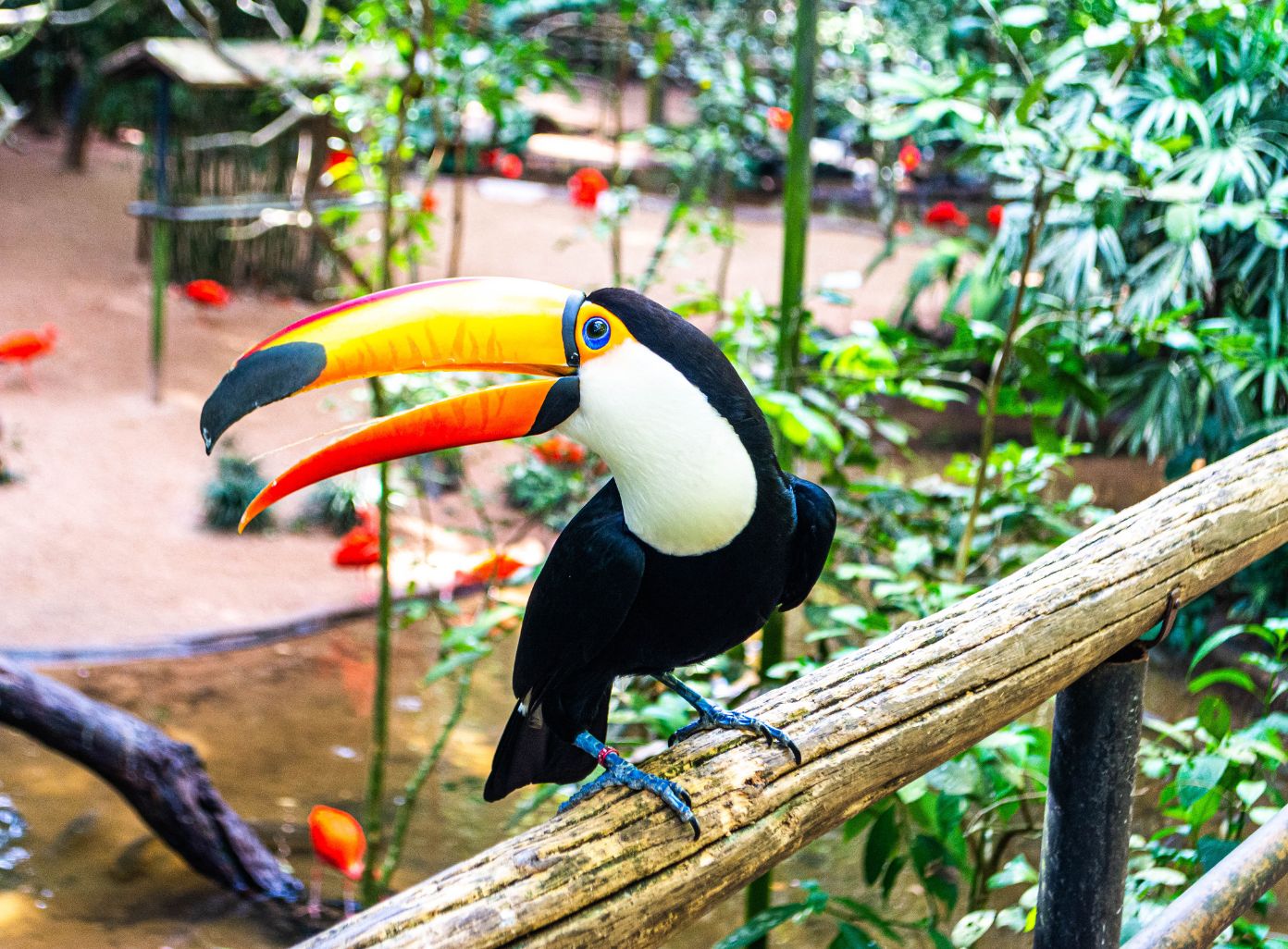 Exploring the Enchanting Bird Park in Malaysia - Malaysia GoTo