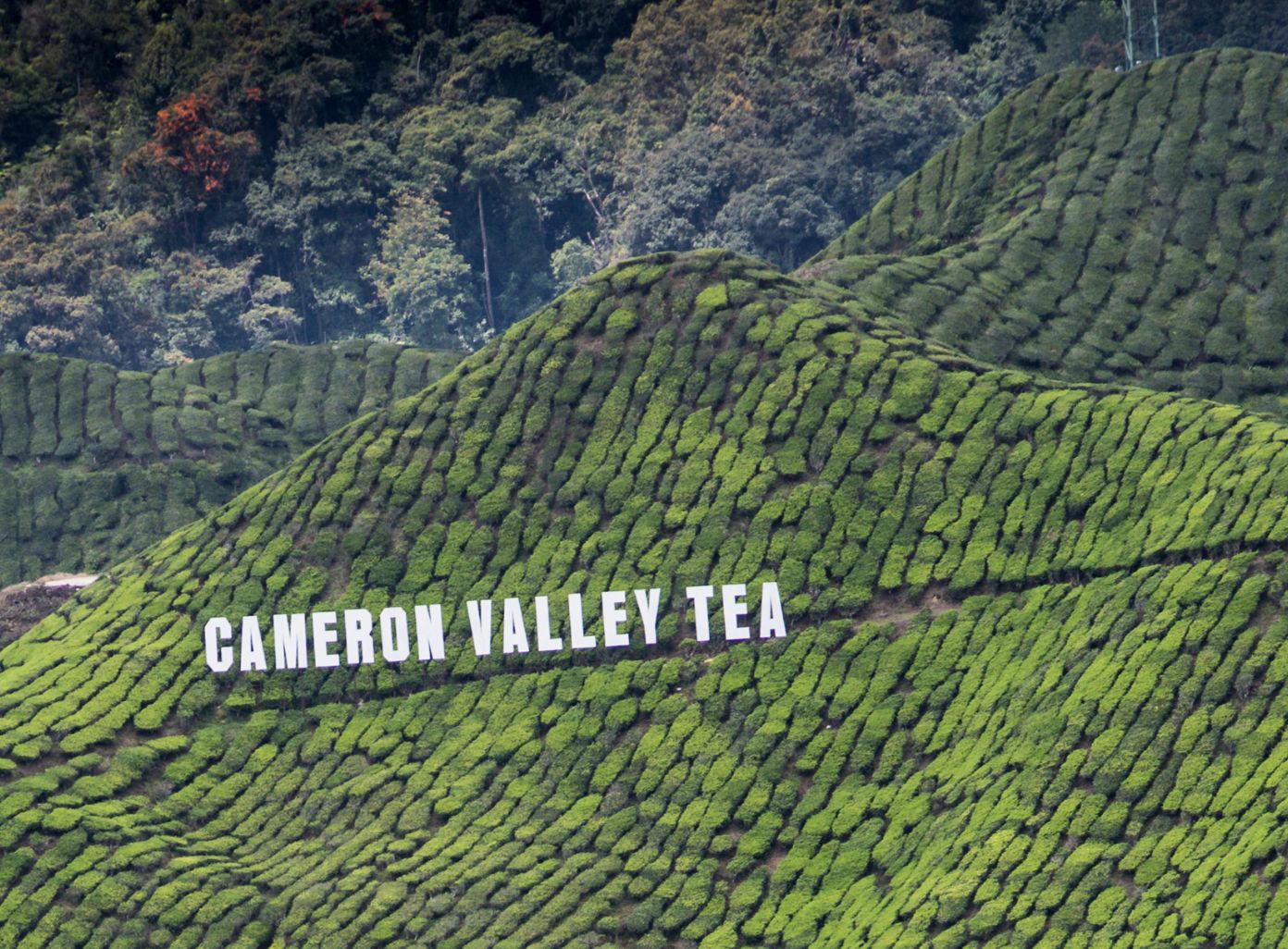 10 Must-Do Activities in Cameron Highlands - Malaysia GoTo