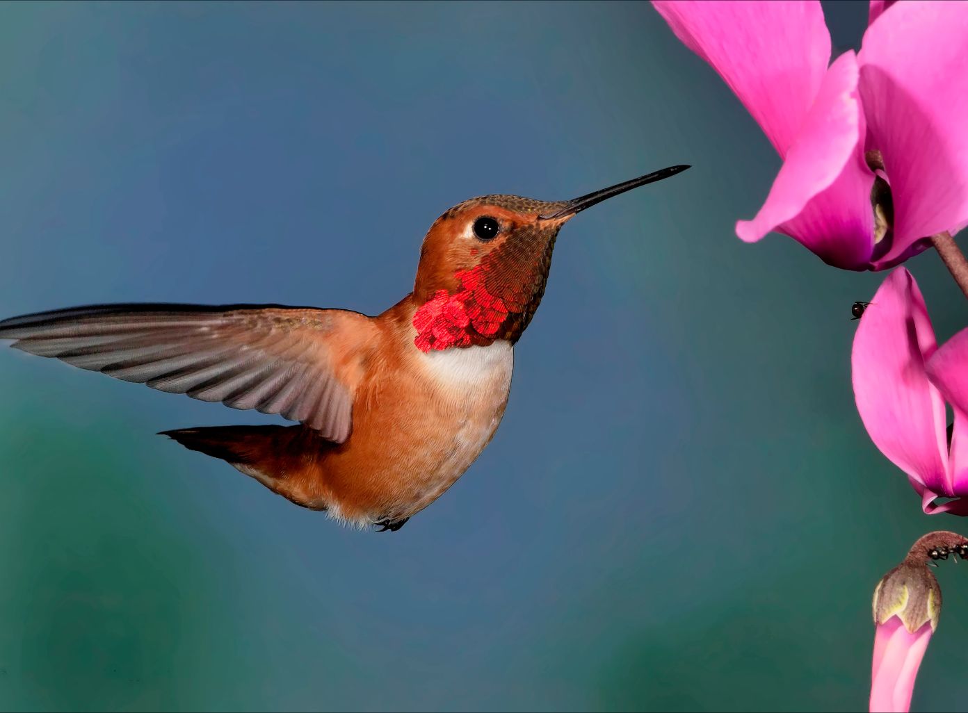 Exploring the Enchanting Bird Park in Malaysia - Malaysia GoTo